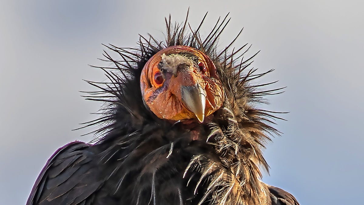 6 Wild Animals for Your Grand Canyon Watch List
